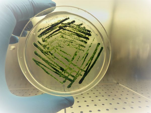 Microalgal Biotechnology - Centre for Applied Bioscience Research
